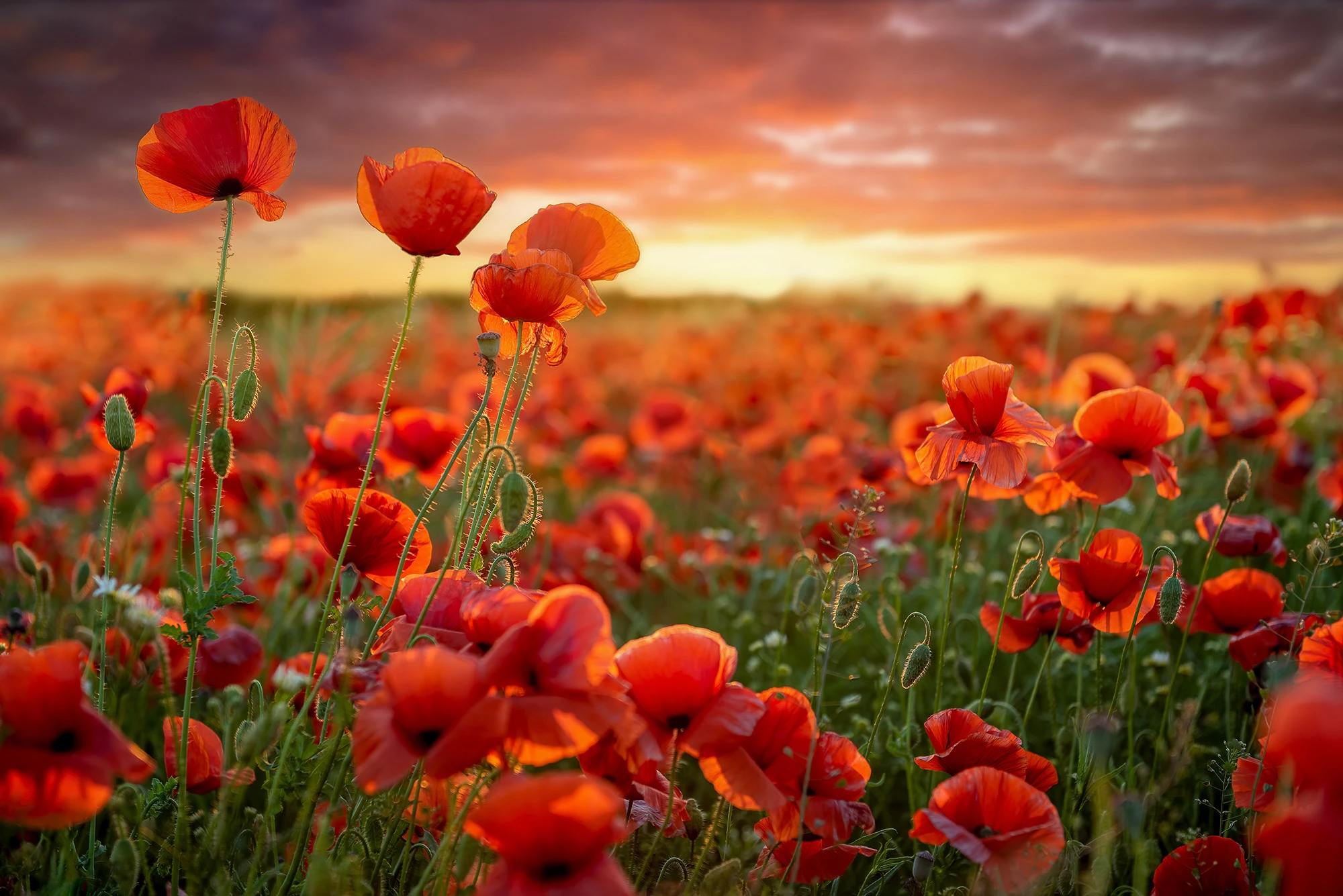 Flower Reading - Mit deiner Herzensblume mit der Geistigen Welt kommunizieren